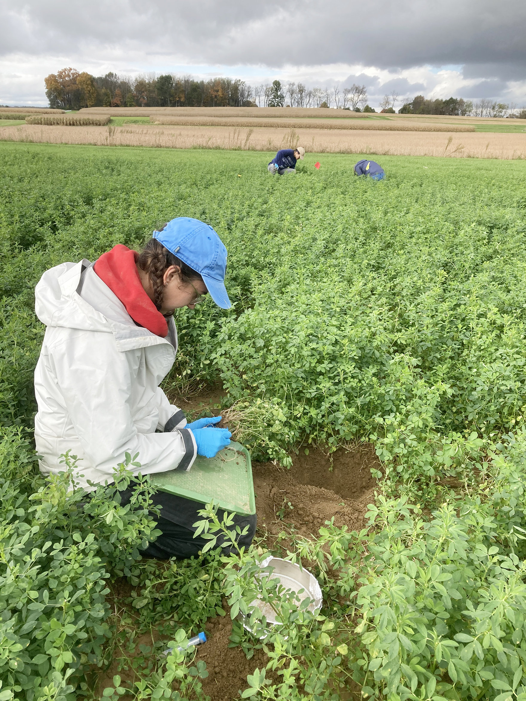 The Burghardt Lab | Examining plant-microbe-climate interactions in ...